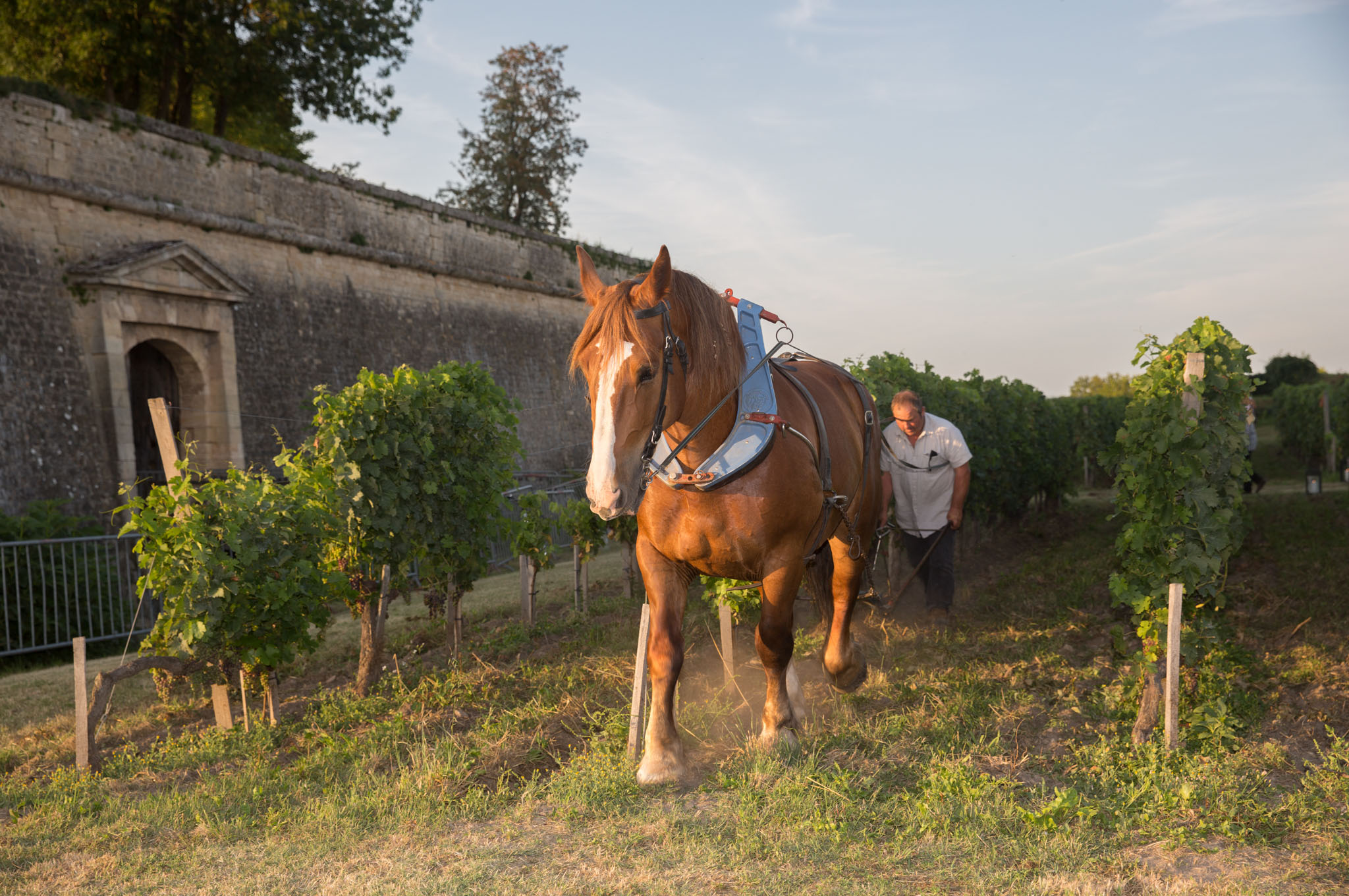 Le Clos de L'Echauguette - Blaye Côtes de Bordeaux